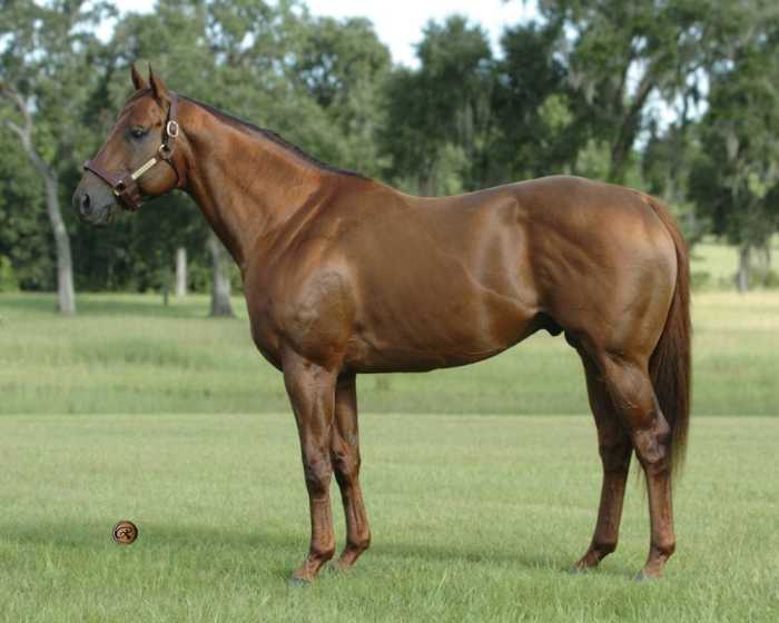 Greatness Moves To Solera Farm In Florida For 2020 Breeding Season ...