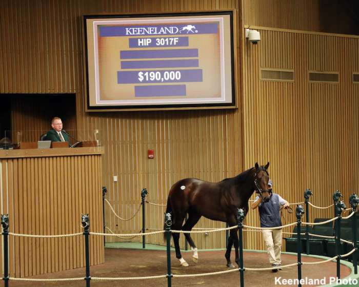 Zayat Stables Equine Liquidation Approaches Finish Line After Keeneland ...