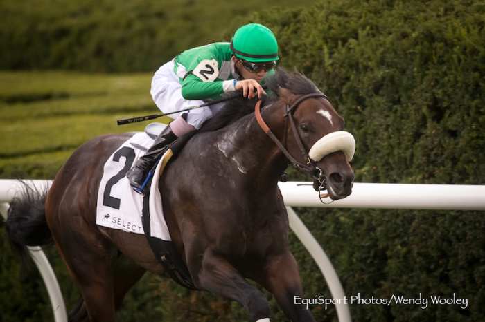 Bodenheimer Named 2020 Washington Horse Of The Year - Paulick Report ...