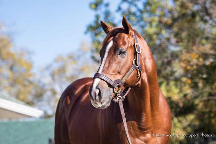 Bee Jersey Filly Fastest At OBS March Under Tack Opener - Paulick ...