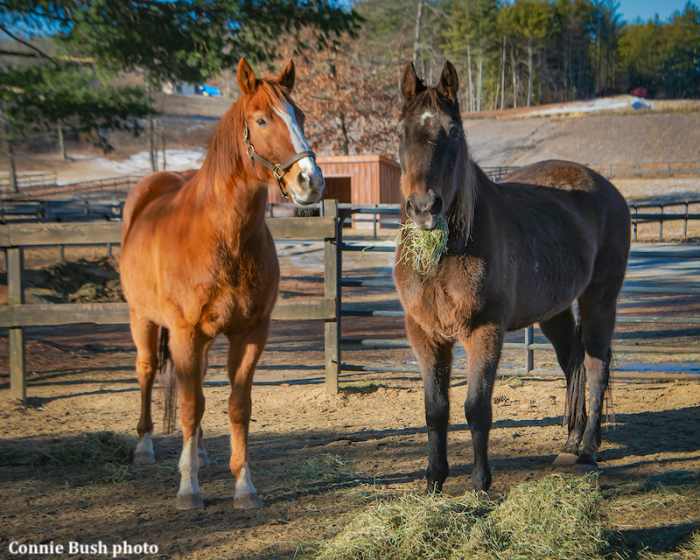 Approaching 30, 'Lovable Loser' Zippy Chippy Still Winning Over Fans At ...