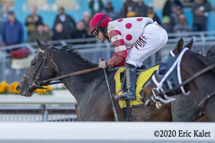 Mind Control, Performer To Vie For Breeders' Cup Berth In Grade 1 ...