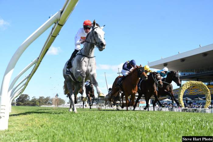 Australia: Undefeated Tapit Gelding Love Tap Favored In Spring Champion ...