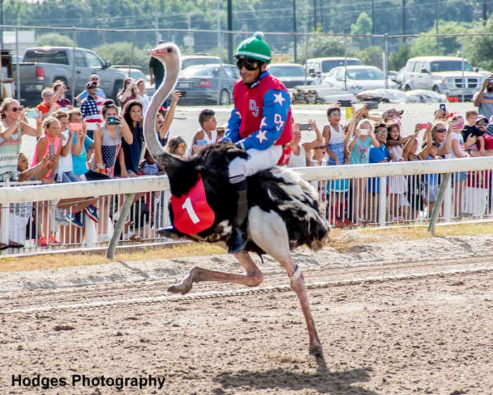 Louisiana Downs Welcomes Back Fans For Camel And Ostrich Races ...