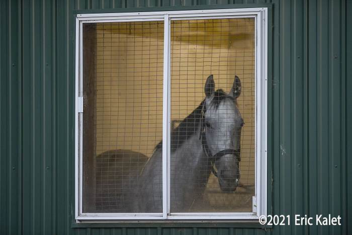 Surviving Stall Rest -- For Horse And Rider - Paulick Report | Latest ...