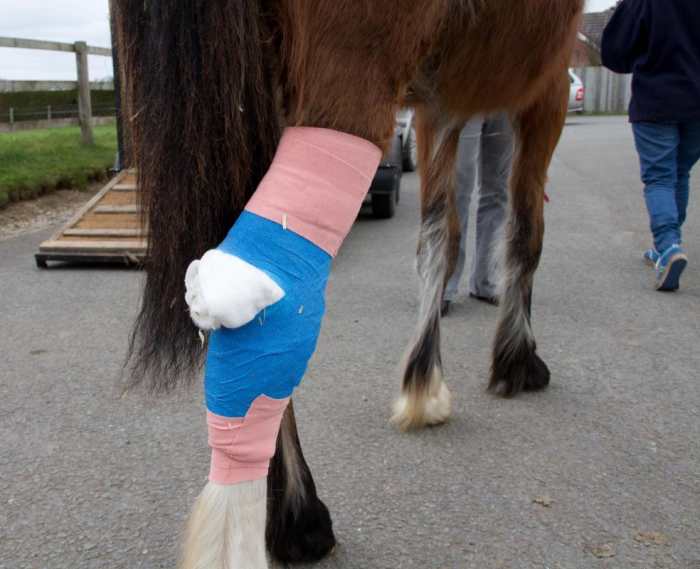 Anti-Inflammatory Effects Of Cod-Liver Oil Help More Than Just Joints ...