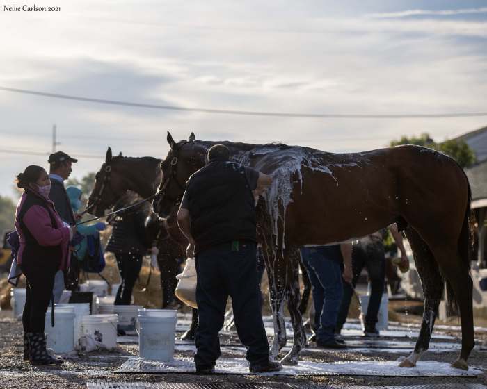 Voss: Equine Caretakers Shouldn't Need A Safety Net; We Need To Understand Why They're Falling ...