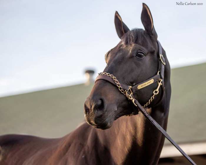 CHRB Removes Blea From Medina Spirit Investigation, Asks Vet Board To ...