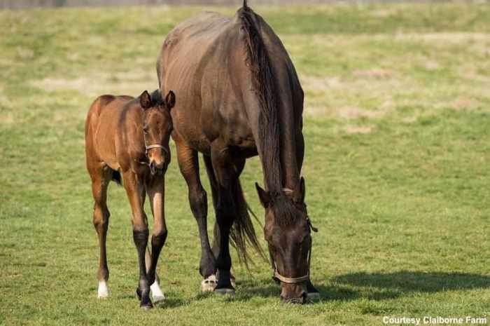 Praise, Dam Of Flatter, Congrats, Dies At Age 27 - Paulick Report ...