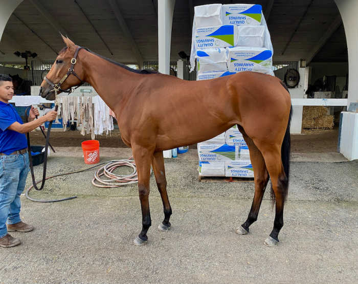 Baffle ‘Em Commands $75,000 To Top Wanamaker’s March Sale - Paulick ...