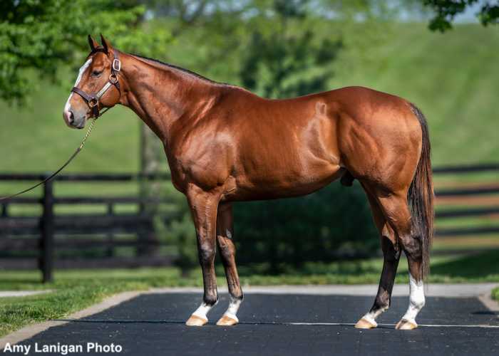 The 2025-26 All-Value Sire Team Presented By Biederman Real Estate: The ...