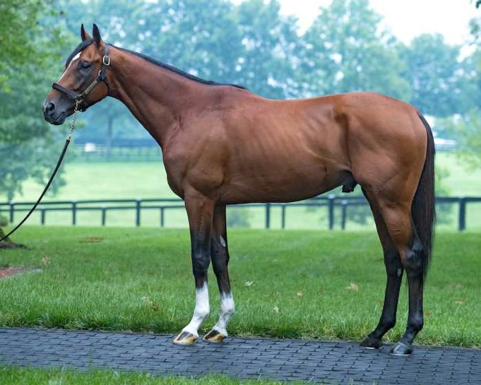 'A Ton Of Class': First Foal Is A Filly For Mandaloun - Paulick Report ...