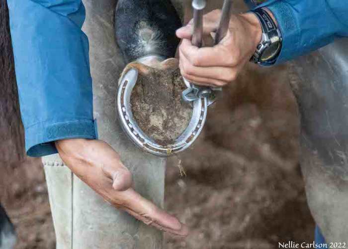 Farrier Joe Williams Explains Shoeing Cycles, HISA-Mandated Changes ...