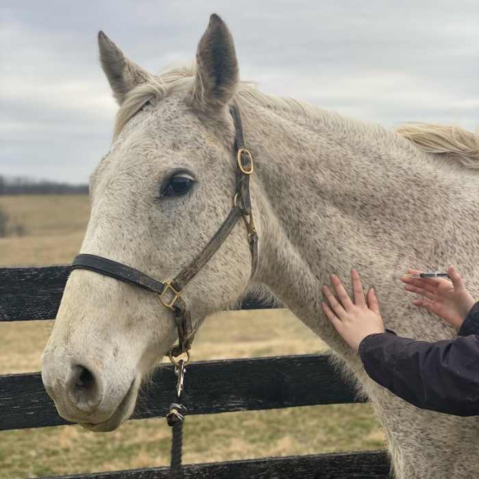 Minimizing Misery: Topical Anesthetic Keeps Horses More Comfortable ...