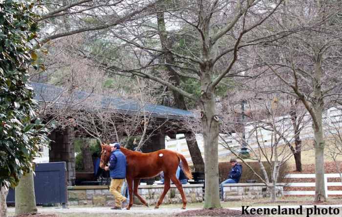 Keeneland Catalogs 1,046 For 2026 January Horses of All Ages Sale ...