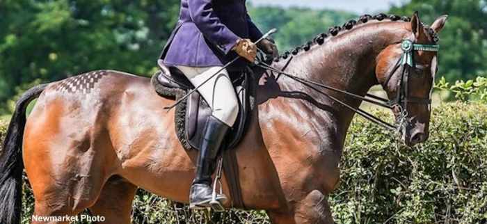 Multiple Group 1 Winner Limato Among OTTBs To Be Showcased At Newmarket ...