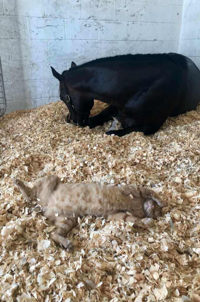 Barn Buddies Presented By Dapple Up: While Danner Travels The Country ...