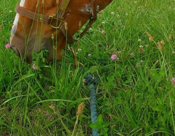 Ask The Expert: Should I Be Worried About The Safety Of Clover For My ...