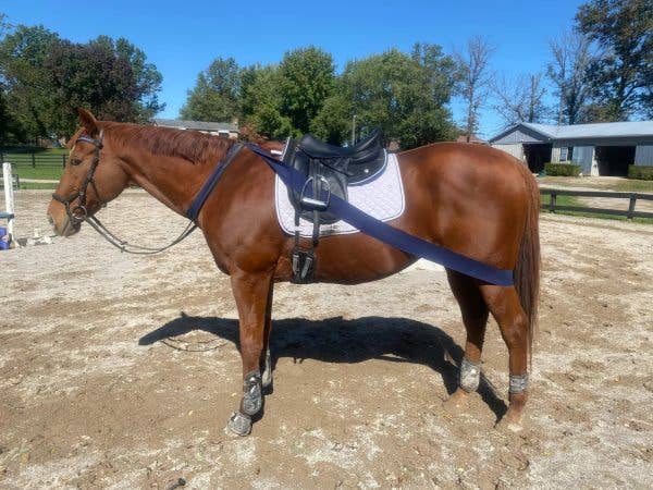 ‘Using Your Core’ Also Helpful For Equine Rehabilitation Patients ...
