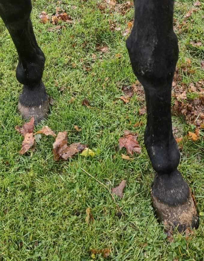 What Do These Fetlocks Mean For Racing Safety And Regulation? - Paulick ...