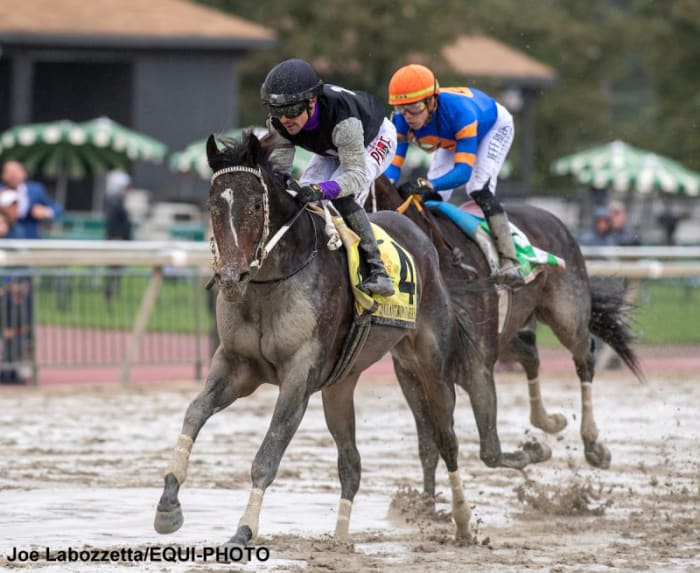 Damon's Mound Rolls To Victory In Gallant Bob - Paulick Report ... Damon's Mound Rolls To Victory In Gallant Bob - Paulick Report ...