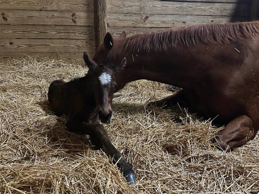 'Powerful Shoulder And Plenty Of Leg': First Foal Is A Filly For Rushie ...
