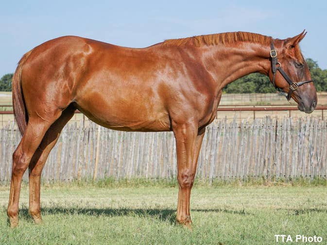 264 Cataloged For Texas Thoroughbred Association Summer Yearling Sale ...