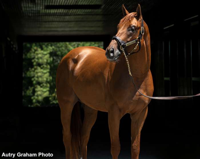Spendthrift Rookie Combine: Freshman Sires Star At OBS March Under-Tack ...