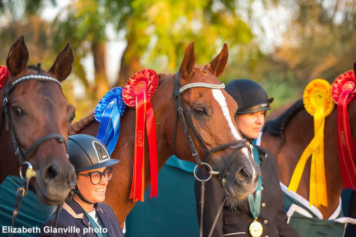 Horowitz On OTTBs Presented by Excel Equine: A Huge Opportunity For ...