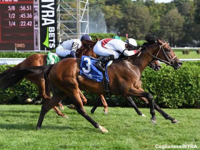 Thin White Duke, Big Invasion Rematched In Belmont Turf Sprint ...