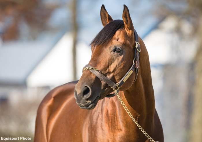 Bloodlines Presented By Walmac Farm: Notes From The All-Value Sire Team ...