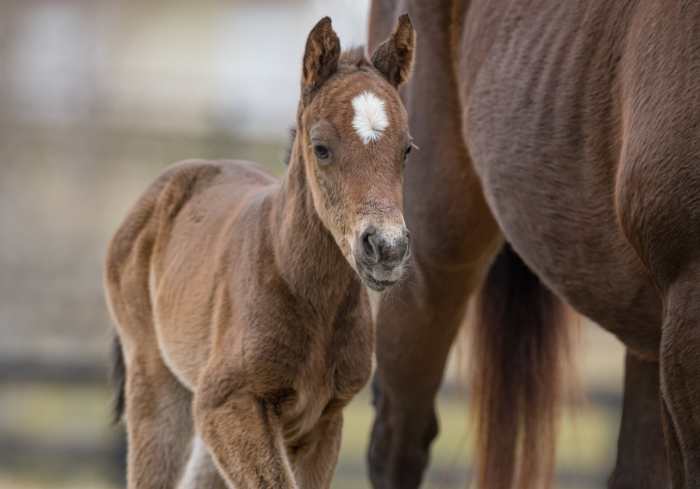 Filly Is First Reported Foal For Grade 1 Winner Pinehurst - Paulick ...