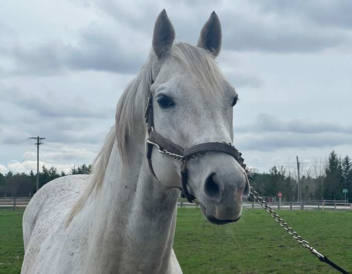 Kentucky Derby Alum Mohaymen Living A Non-Traditional Stallion's Life In Ontario - Paulick ...