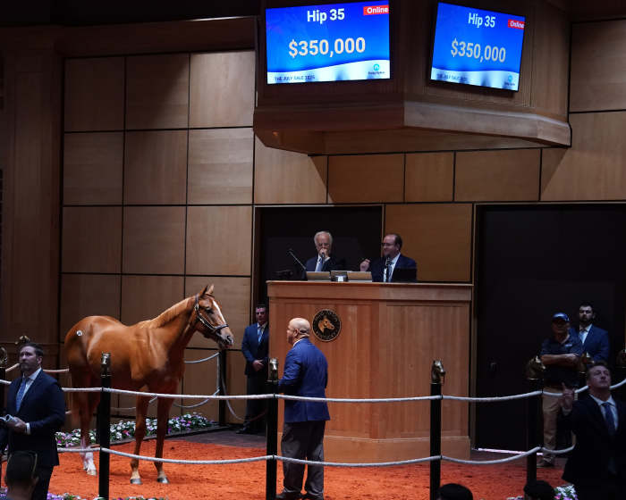 'A Great Start': Jack Christopher's First Crop Shines During Yearling ...