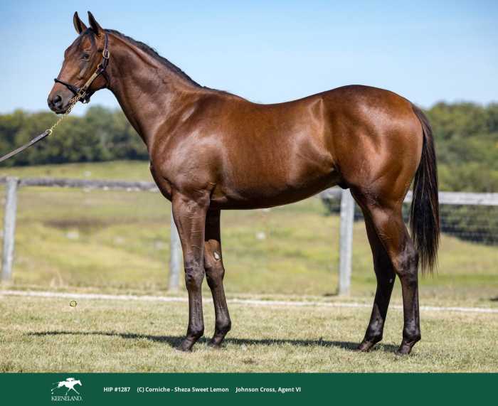 Shedrow Stroll: Sovereign Farm Brings Strong Trio To Week Two Of ...