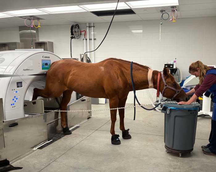 UC Davis Adds First-In-California Large Bore Equine CT Scanner To New ...