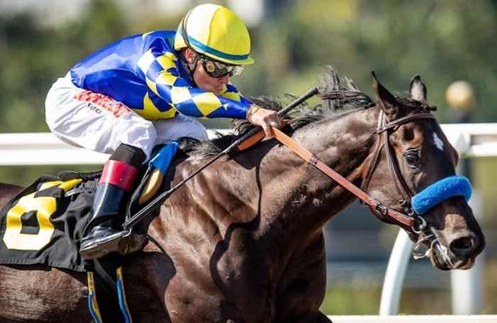 Grade 1 Winner Eight Rings Relocated to California's Rancho San Miguel ...