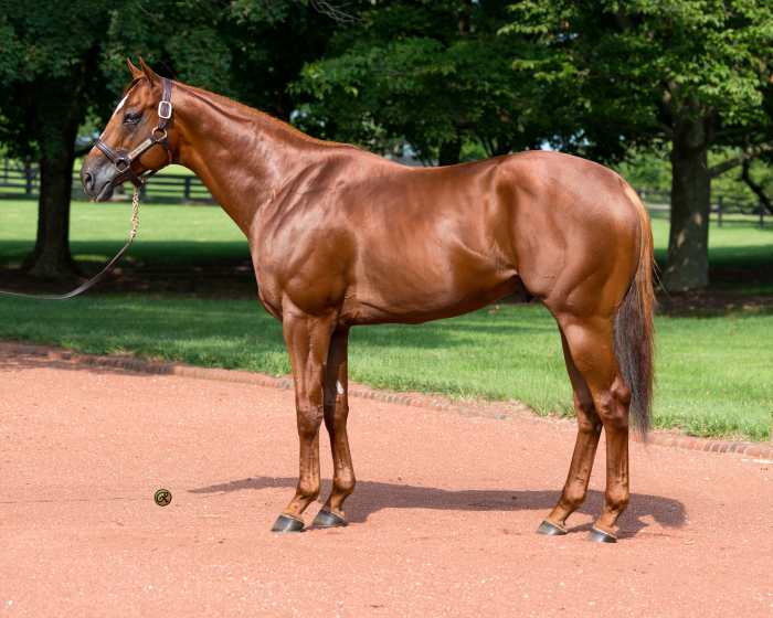 First-Crop Sire Watch Presented By Gainesway: 2024 Keeneland November ...