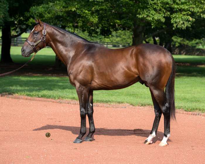 First-Crop Sire Watch Presented By Gainesway: 2025 Keeneland September ...