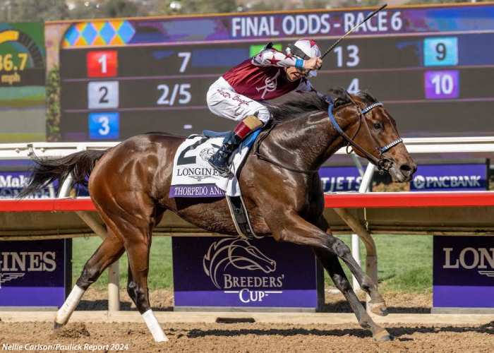 Horse Of Year Thorpedo Anna Looks Set For Season Debut In Azeri ...