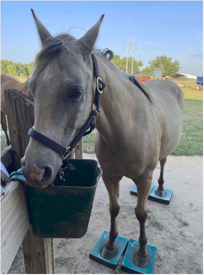 Study: Can Standing On Foam Pads Really Help Improve Equine Balance ...
