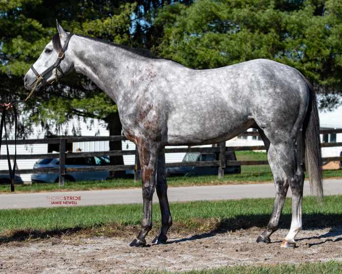 West Saratoga Sells Post-Sale To RRR Racing Following Inglis Digital ...