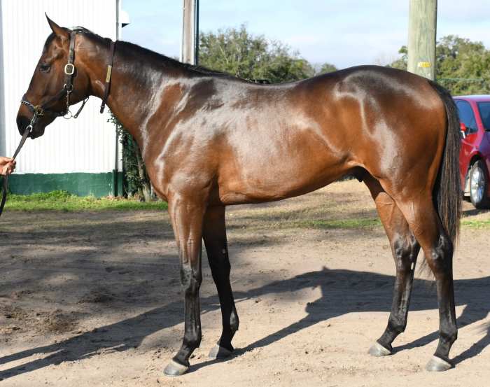 Gold Trophy Dreams: Horse Of The Year Contender Fierceness Was One That Didn't Get Away ...