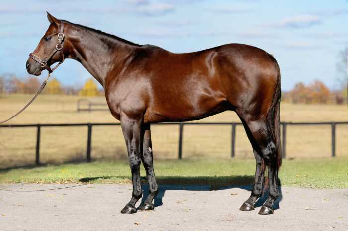 Smooth Like Strait Moves To California's Eclipse Thoroughbred Farm For ...