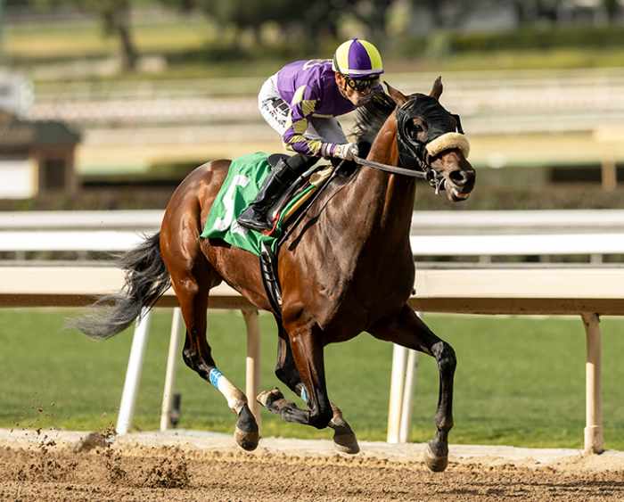 Kentucky Derby Pedigree Corner Presented By Zycosan: Sandman ...