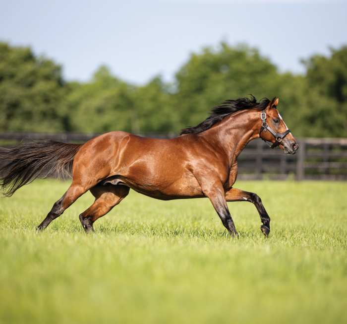 Spendthrift Rookie Combine: Yaupon Takes Off In Second Half Of OBS ...