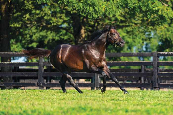 Spendthrift Rookie Combine: Yaupon Takes Off In Second Half Of OBS ...