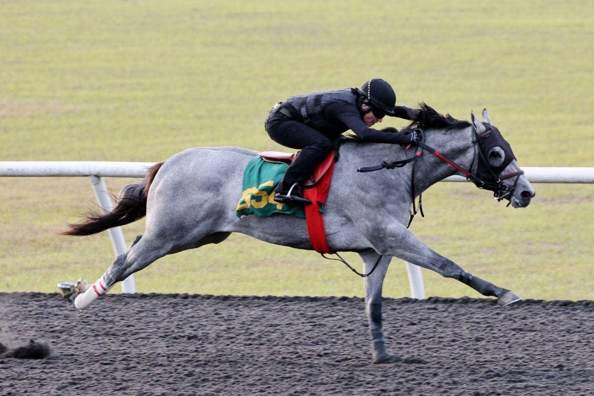 OBS March Record Setter Brant Romps In Career Debut At Del Mar ...