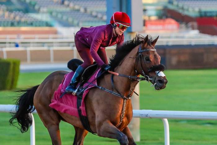 'Huge Opportunity': Chantal Sutherland To Ride Super Chow In Dubai ...