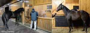 Will She or Won't She? Breeding Season Calls for Some Teasing - Paulick ...